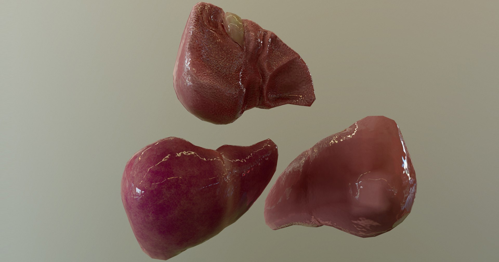 Human Liver Model - TurboSquid 1374091