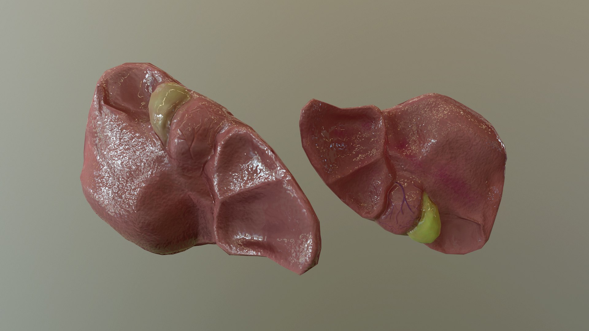 Human Liver Model - TurboSquid 1374091