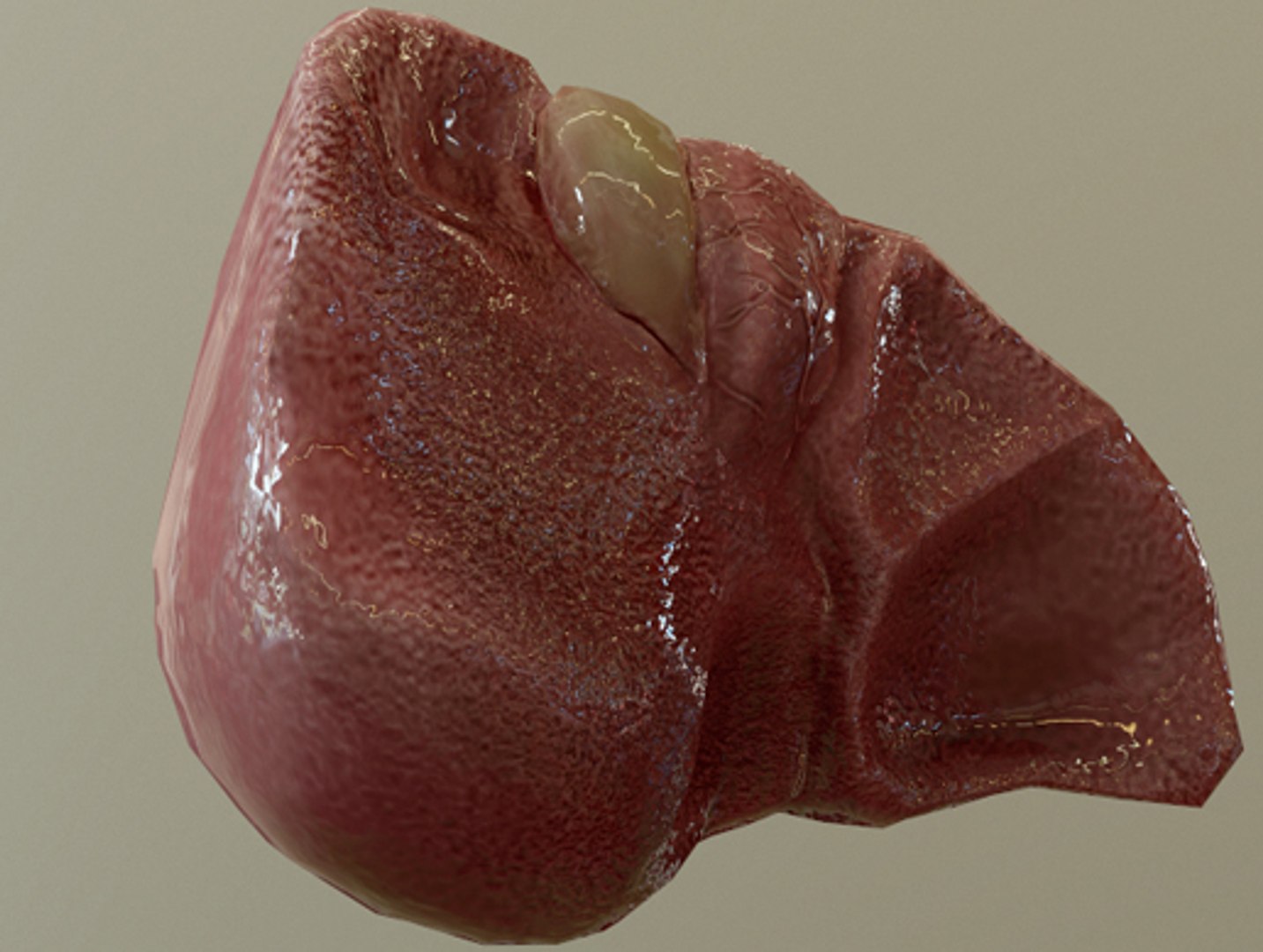 Human Liver Model - TurboSquid 1374091