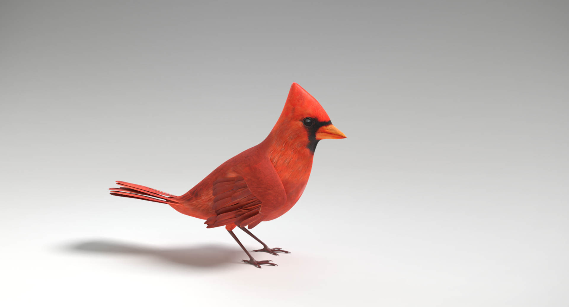 3D Cardinal Animations Model - TurboSquid 1296191