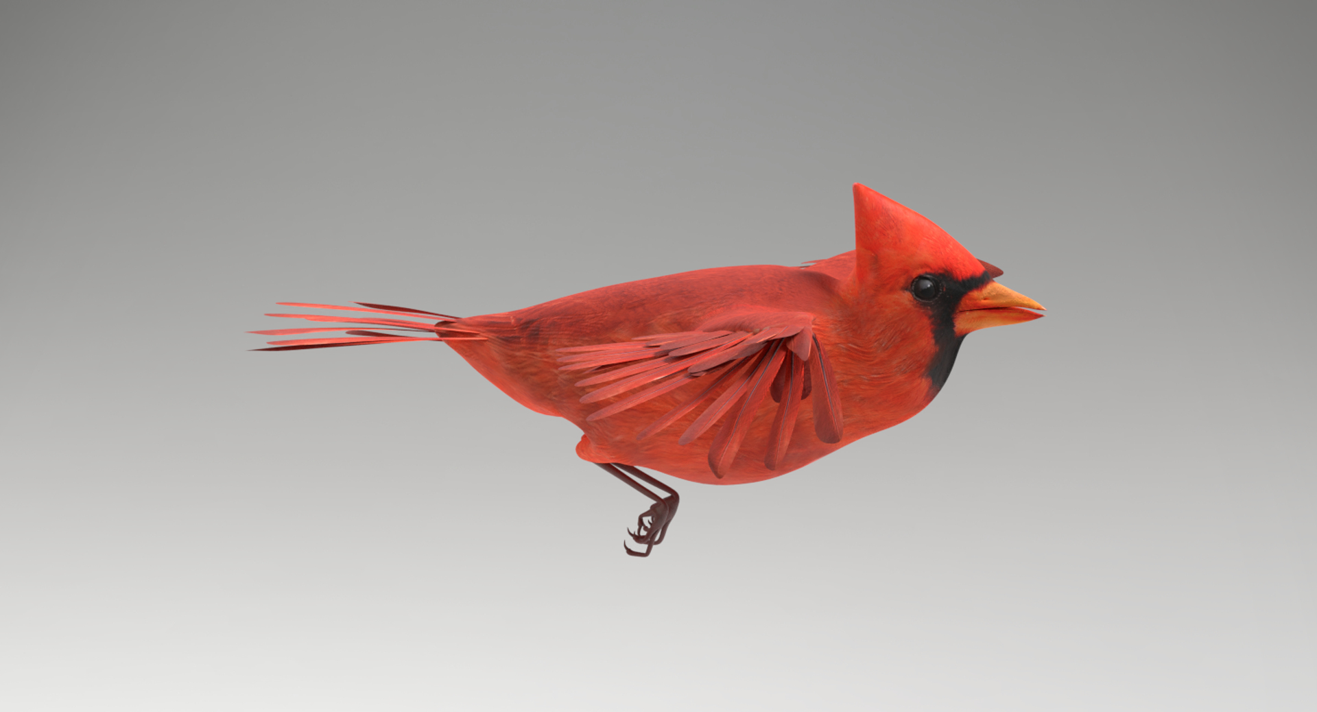 3D Cardinal Animations Model - TurboSquid 1296191
