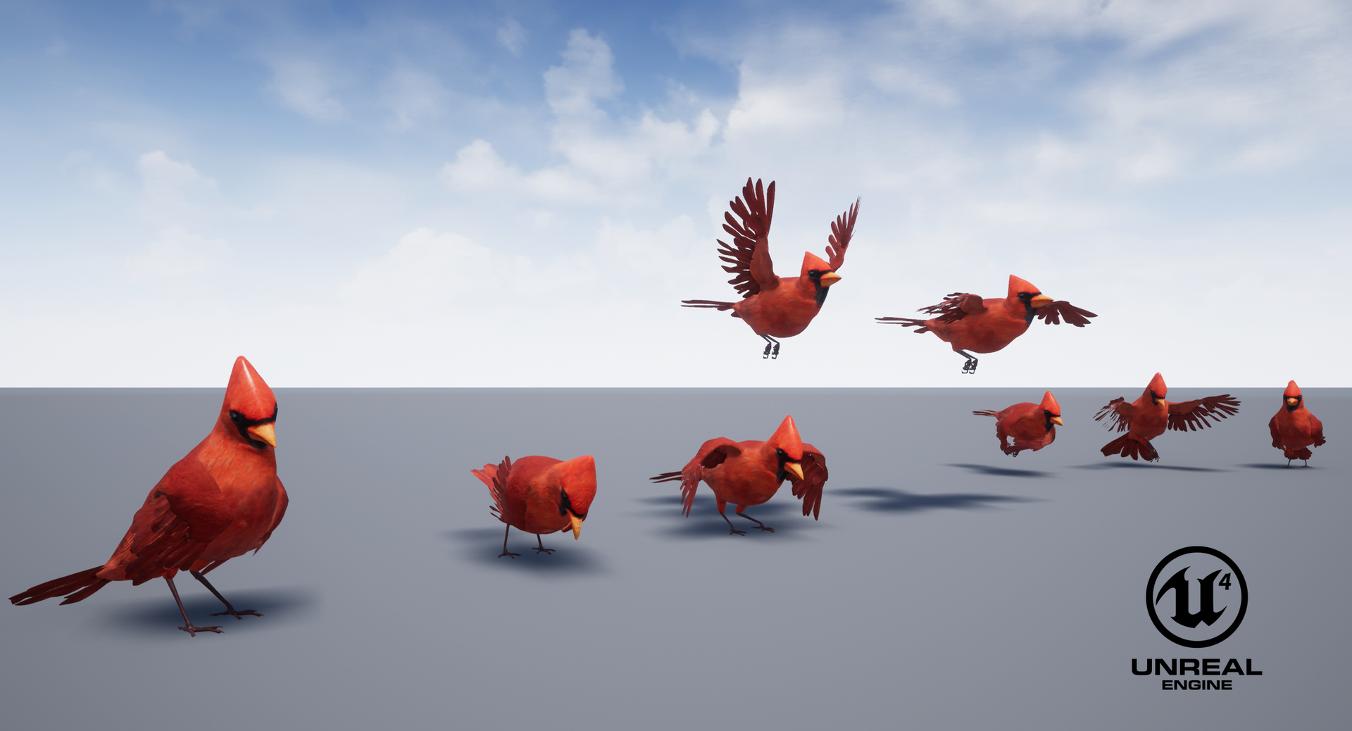 3D cardinal animations model - TurboSquid 1296191