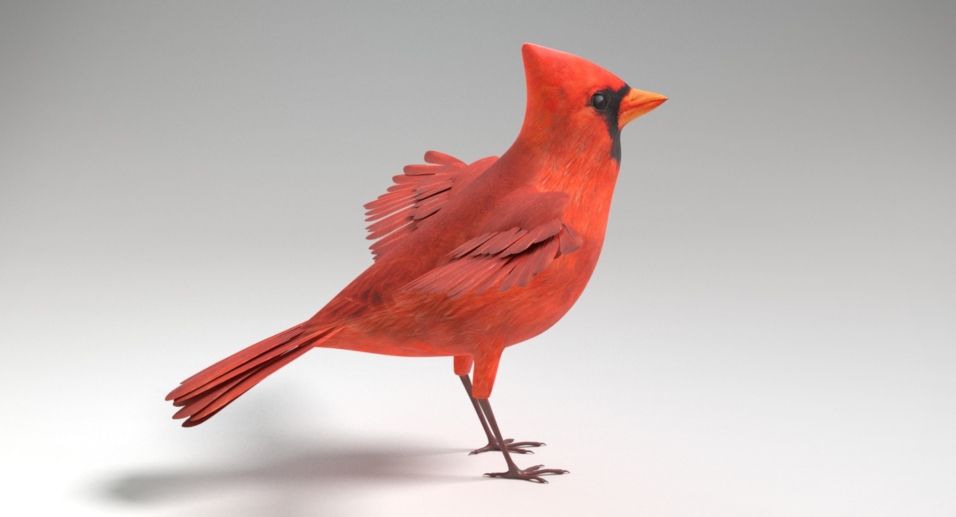 3D Cardinal Animations Model - TurboSquid 1296191