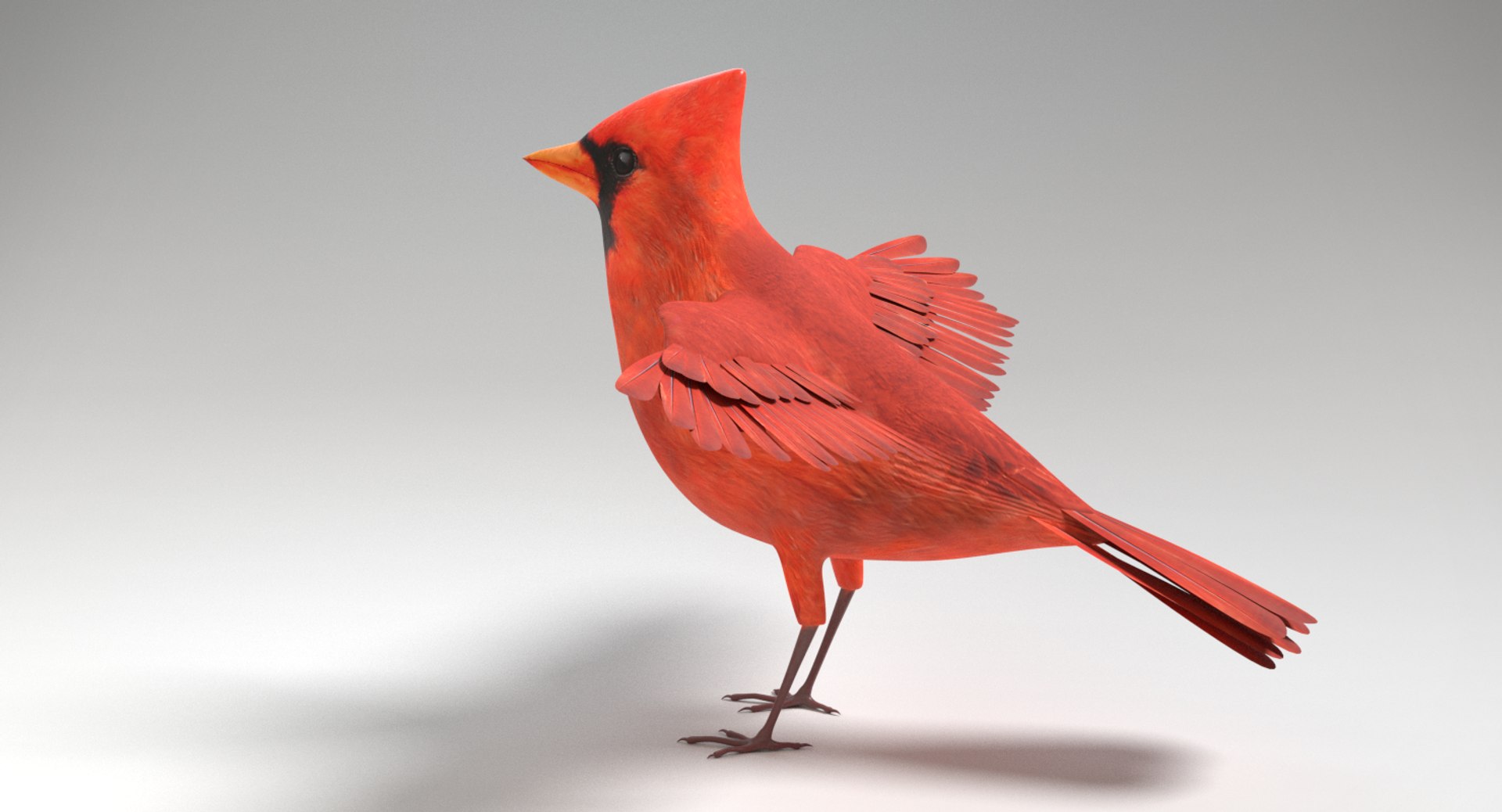 3D Cardinal Animations Model - TurboSquid 1296191