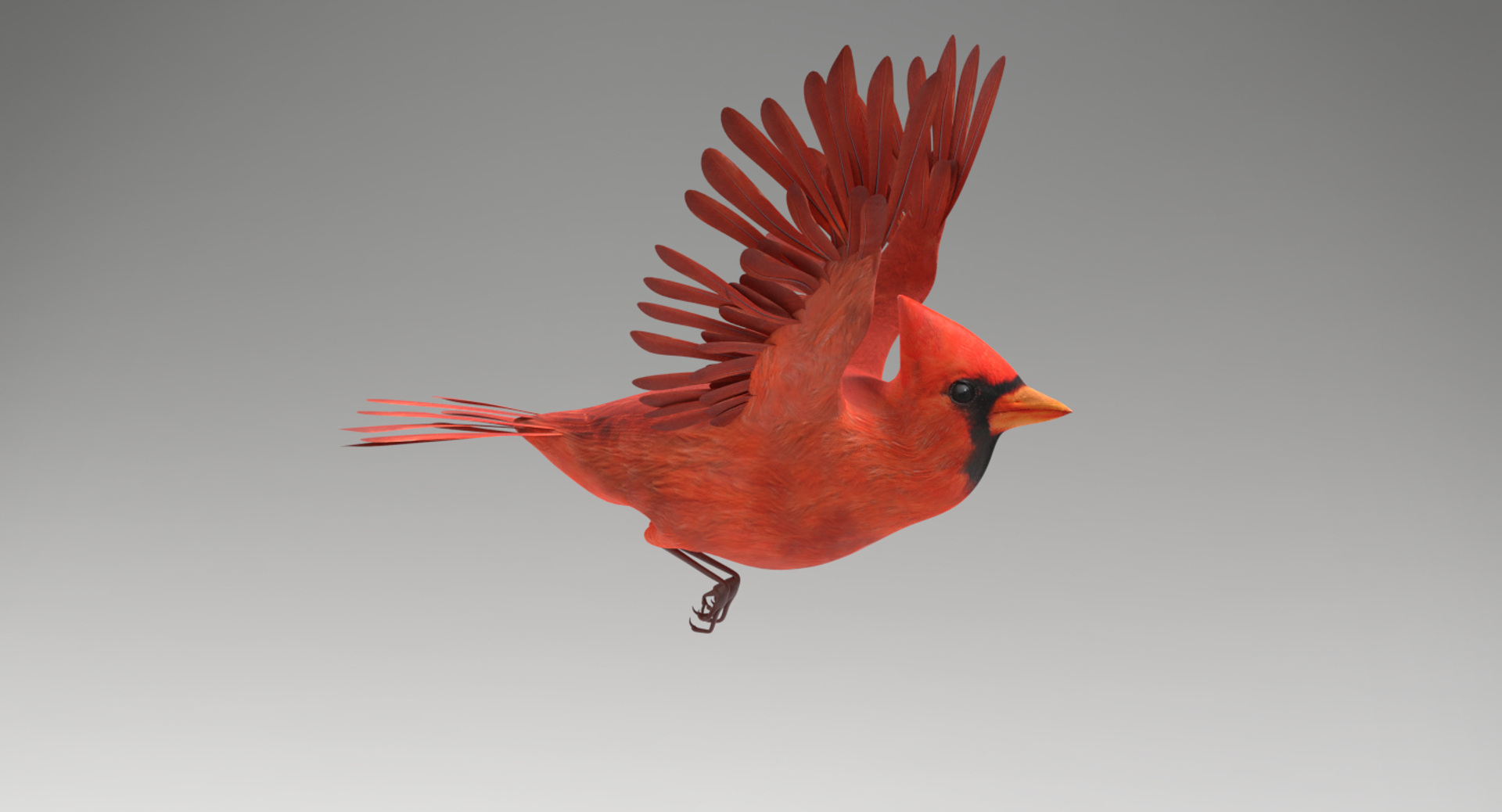 3D Cardinal Animations Model - TurboSquid 1296191