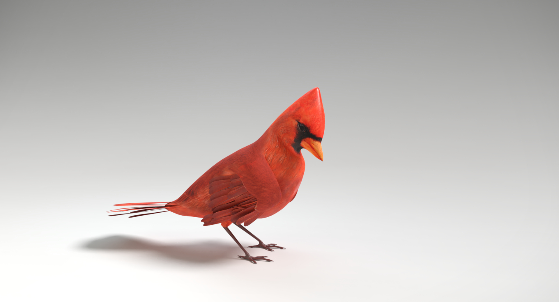 3D Cardinal Animations Model - TurboSquid 1296191