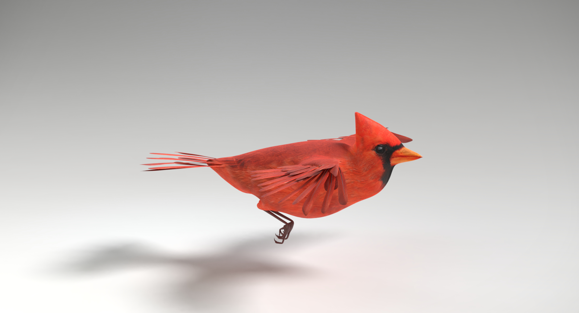 3D Cardinal Animations Model - TurboSquid 1296191