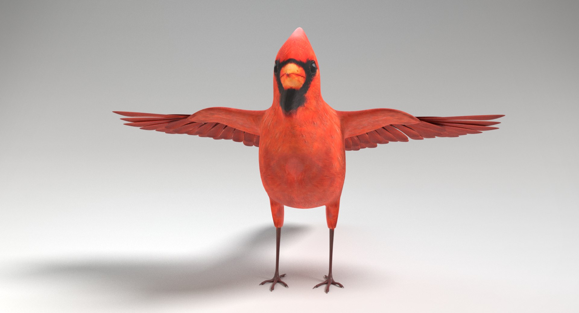 3D Cardinal Animations Model - TurboSquid 1296191