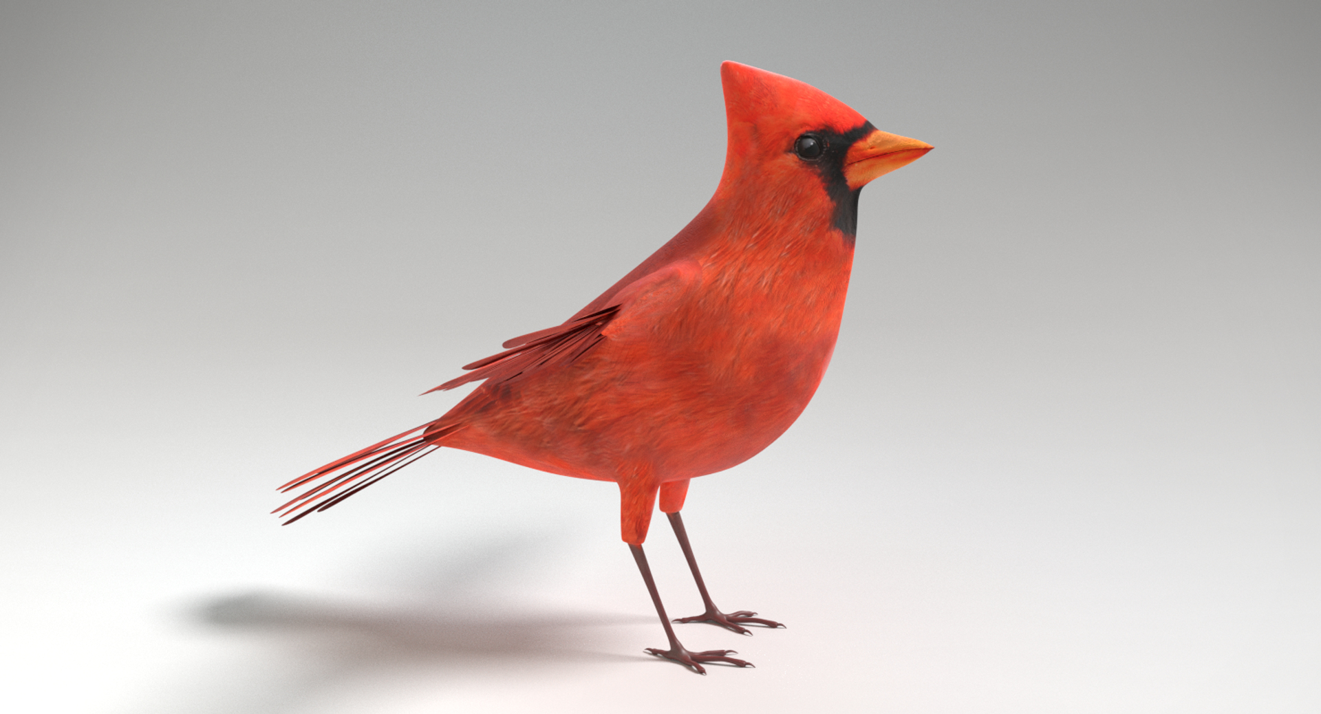 3D Cardinal Animations Model - TurboSquid 1296191