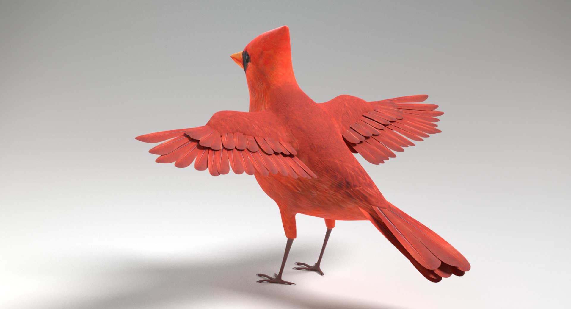 3D Cardinal Animations Model - TurboSquid 1296191