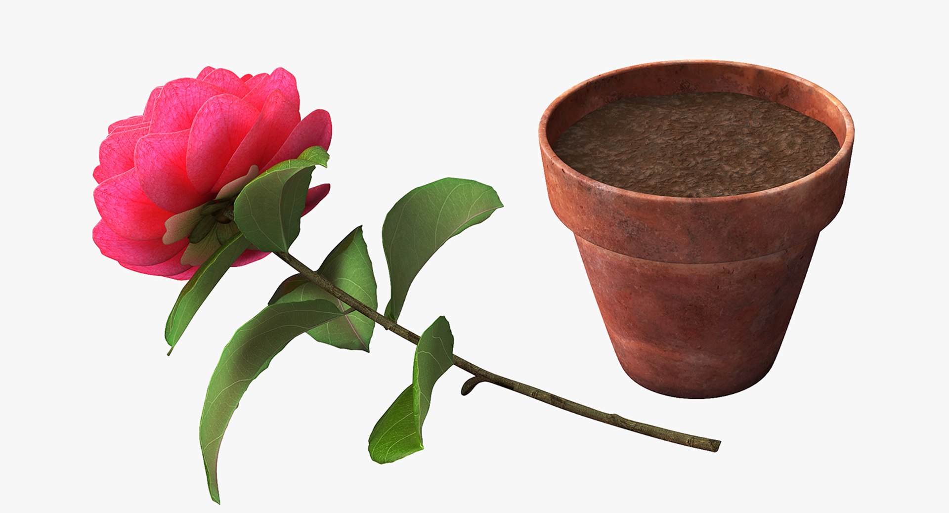 3D Model Flower Camelia Pot - TurboSquid 1283181
