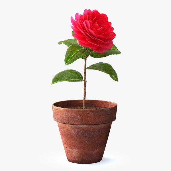3D Camellia Models | TurboSquid