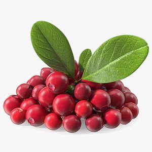 Cranberry 3D Models for Download | TurboSquid