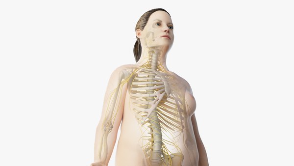 3D model skin obese female skeleton - TurboSquid 1518960