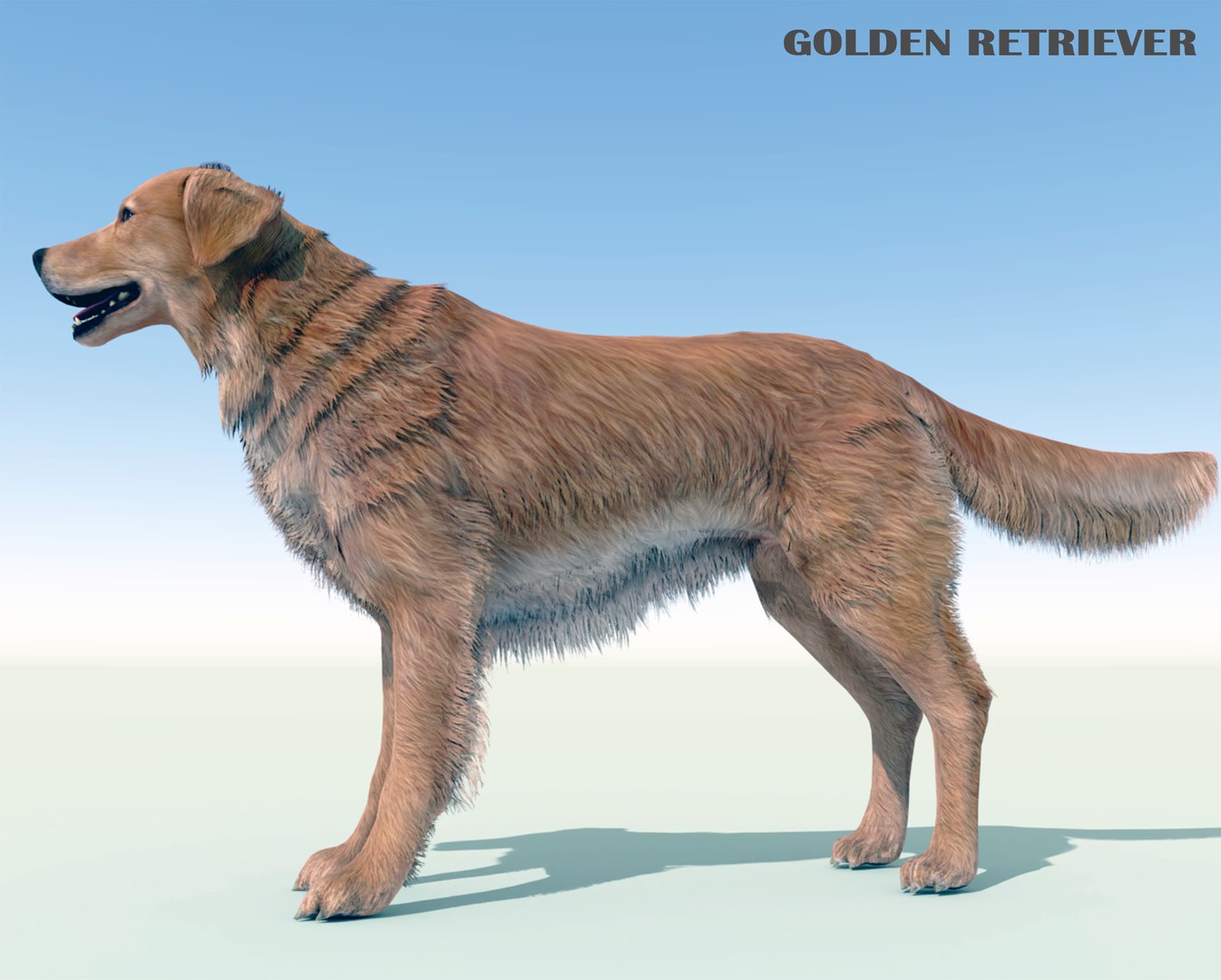 Realistic Dog Golden Retriever With Fur And Rigged 3D Model ...