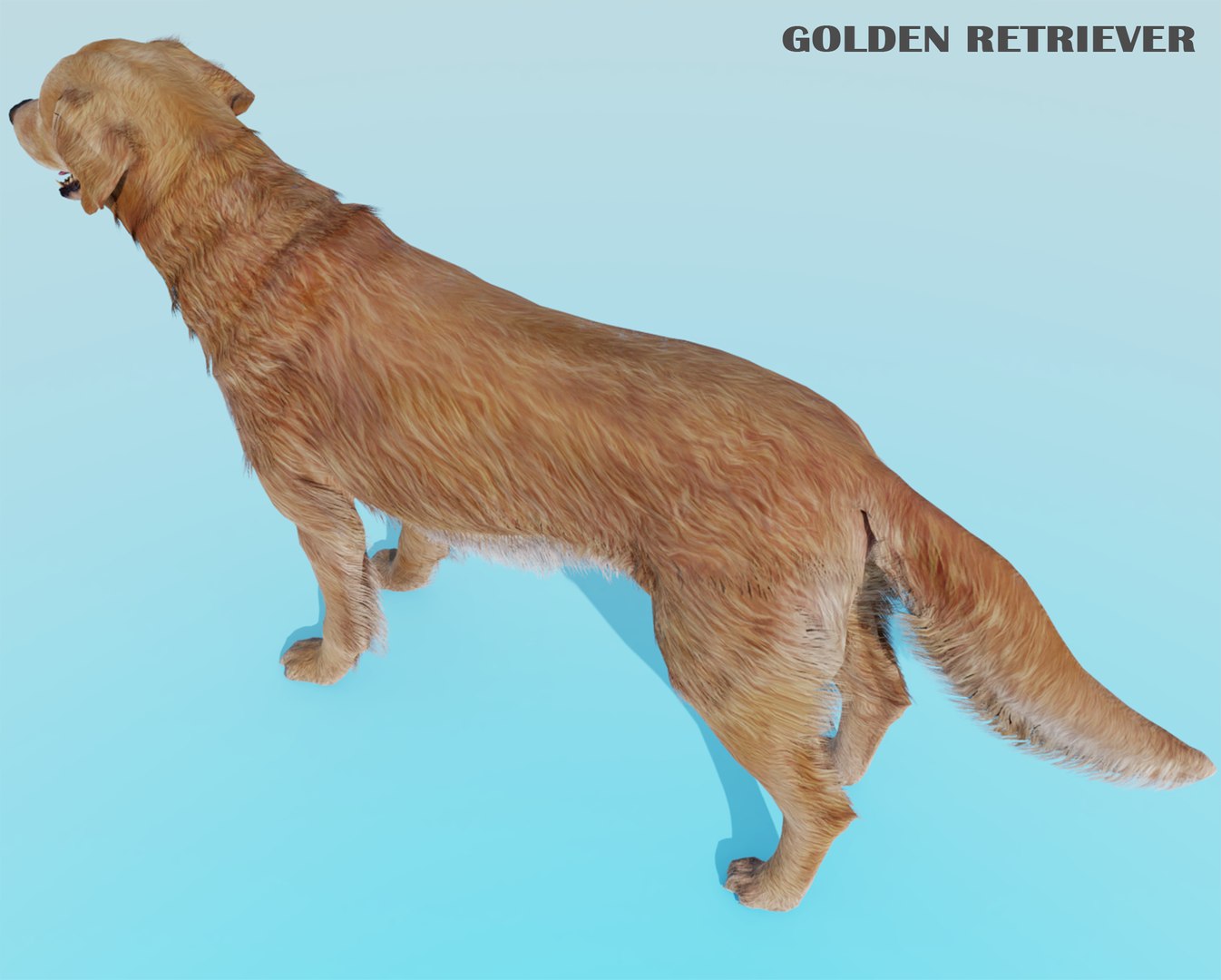Realistic Dog Golden Retriever With Fur And Rigged 3D Model ...