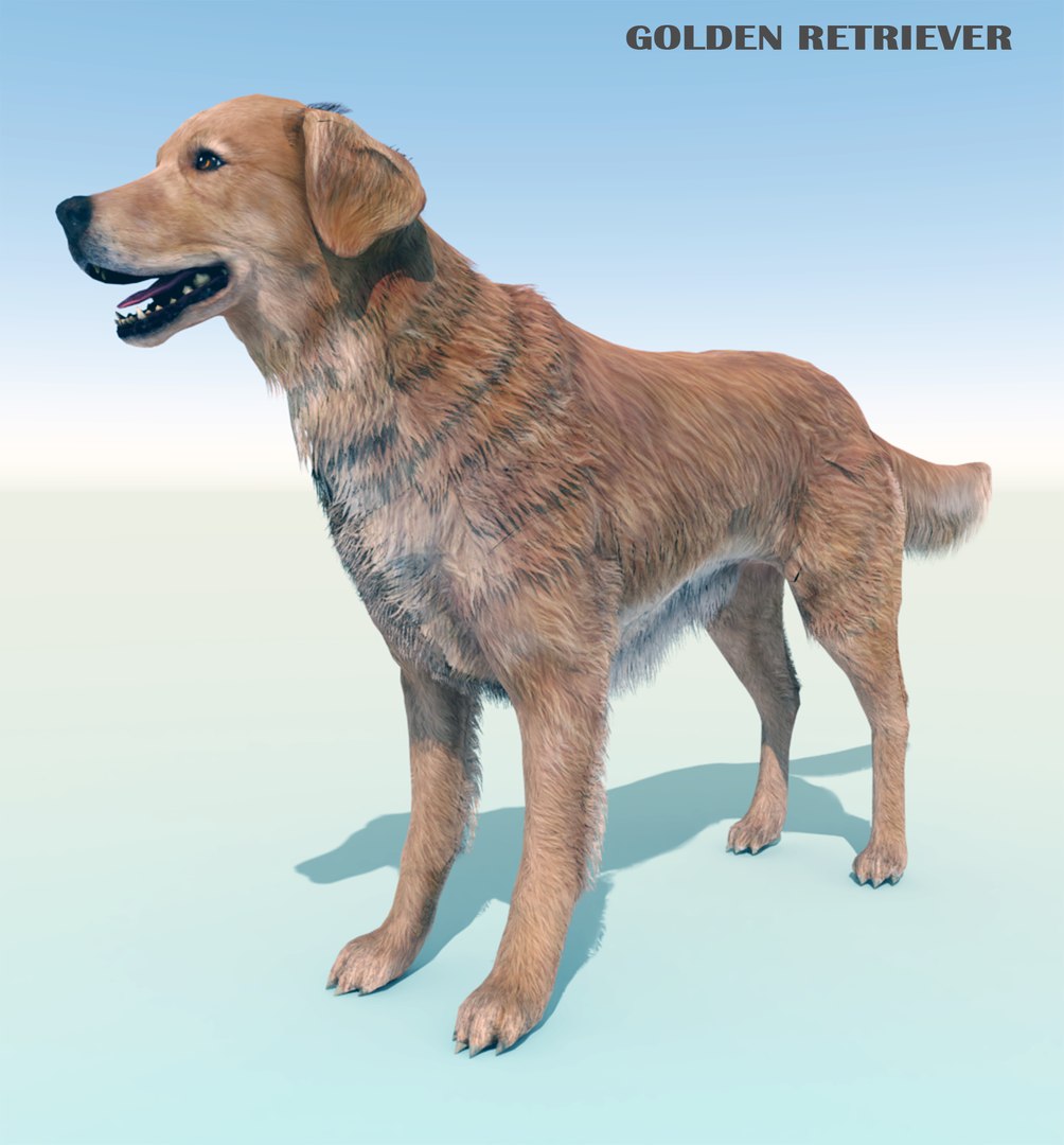 Realistic Dog Golden Retriever With Fur And Rigged 3D Model ...
