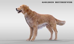 Free 3D Golden-Retriever Models | TurboSquid