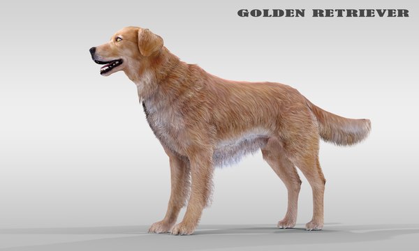 modelo 3d Realistic Dog Golden Retriever with fur and Rigged - TurboSquid 2016495
