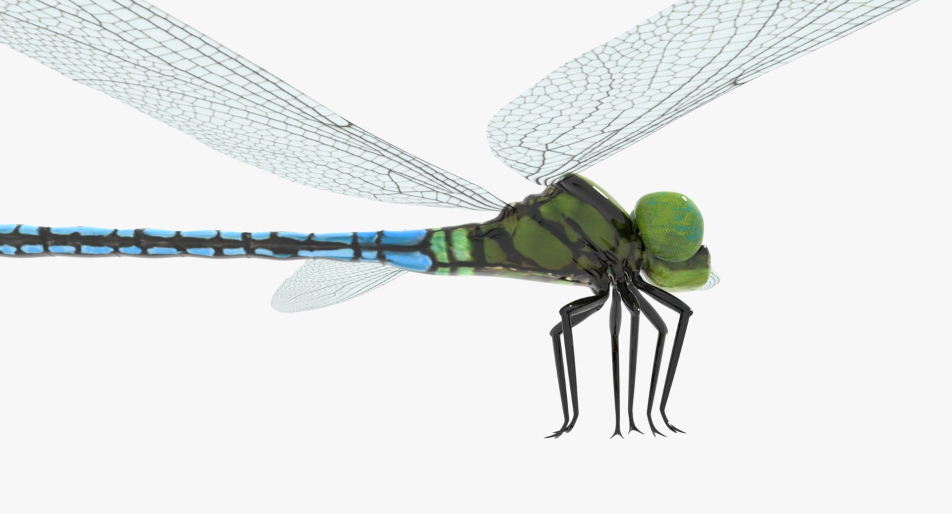 Dragonfly 3D model - TurboSquid 1408457