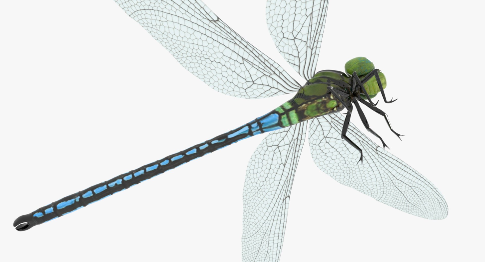 Dragonfly 3D model - TurboSquid 1408457