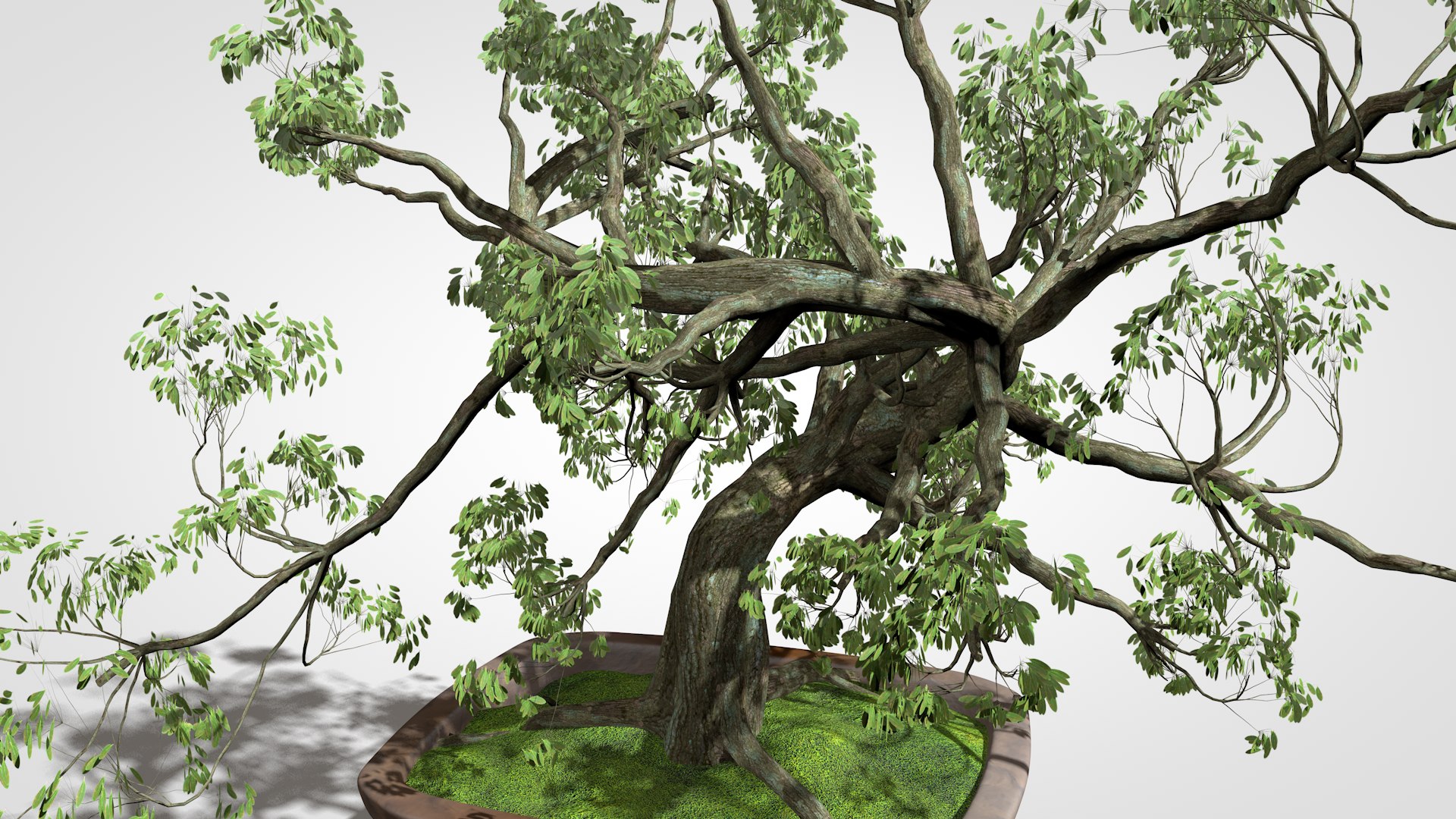 3D Bonsai model - TurboSquid 1726711
