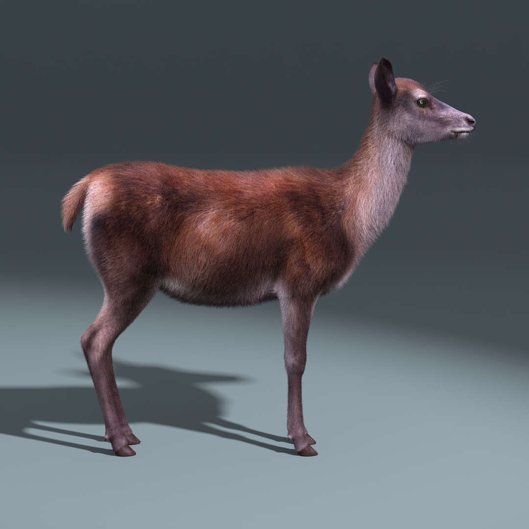 Obj Red Deer Doe Fur