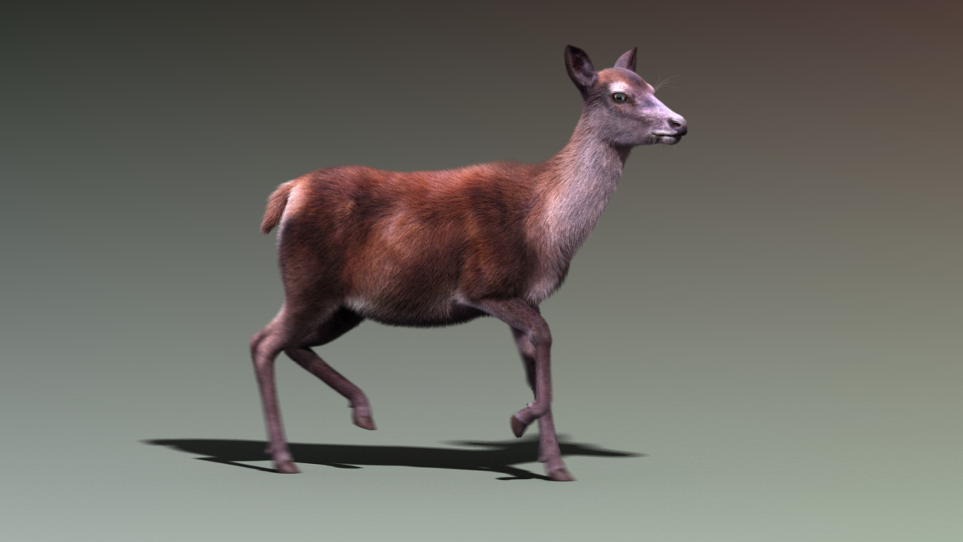 Obj Red Deer Doe Fur