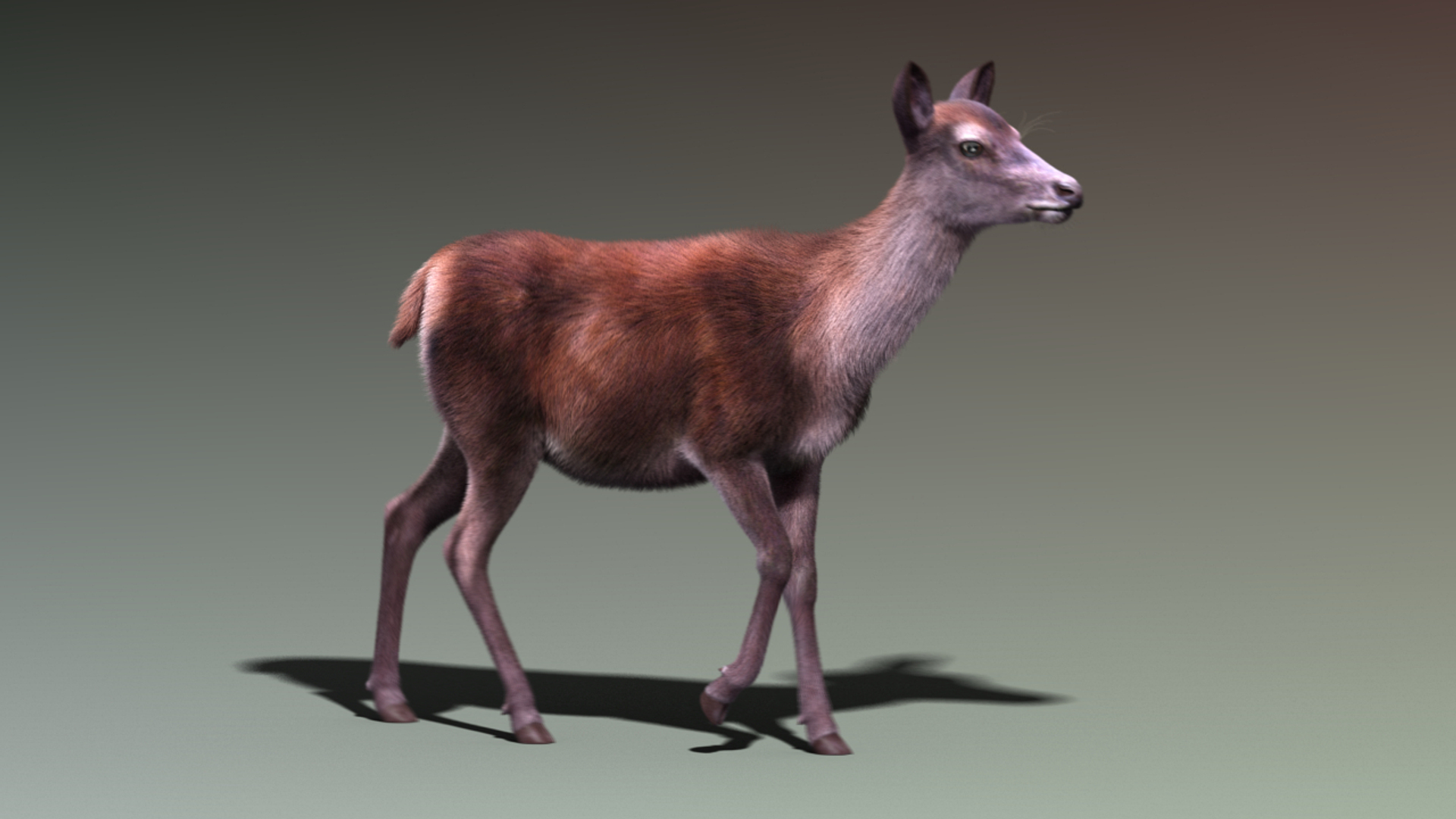 Obj Red Deer Doe Fur