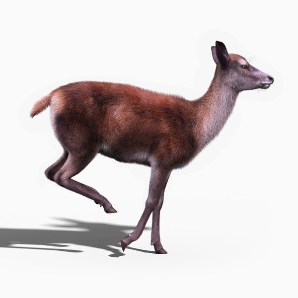 white tailed doe fur max