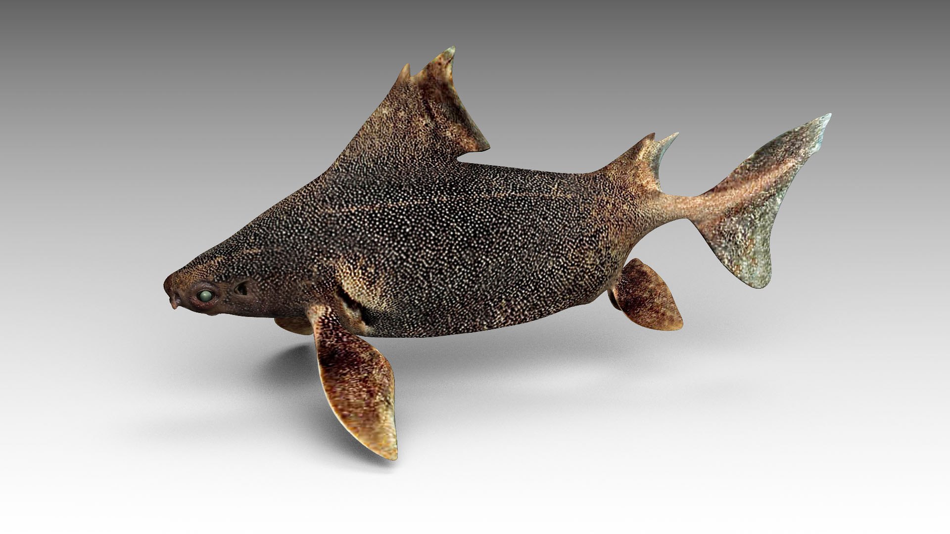 Shark Pig 3D Model - TurboSquid 2142550
