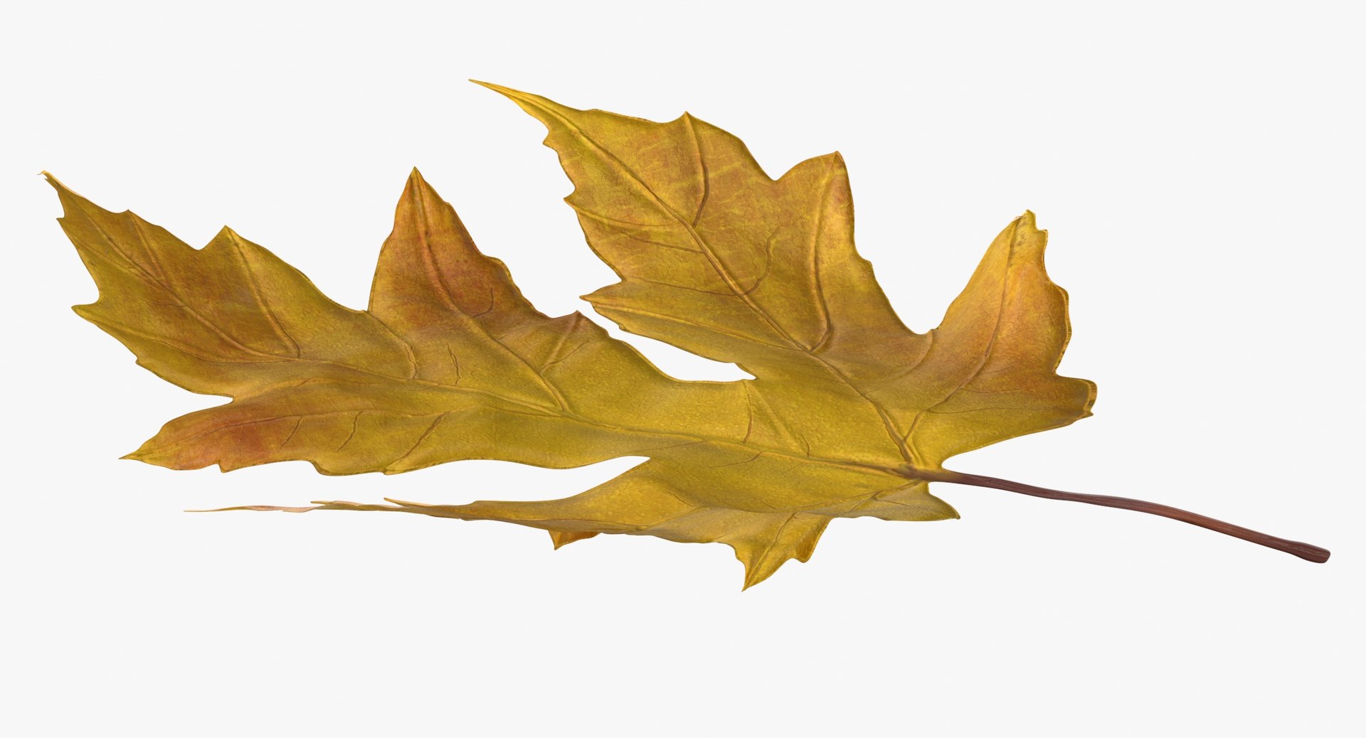 Prop Autumn Leaves Type 02 3D - TurboSquid 2151085