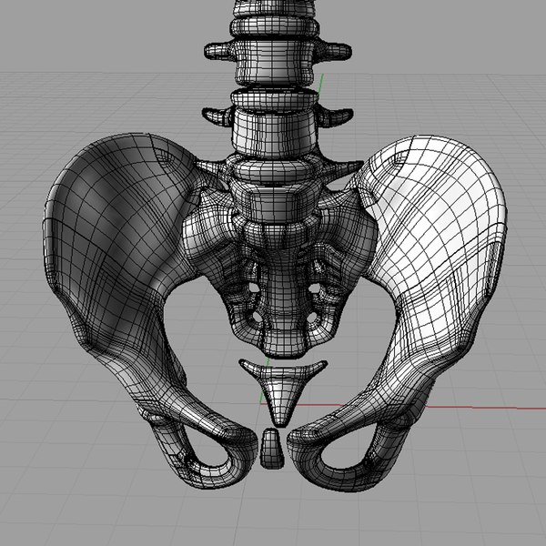 igs torso skeleton 3d model