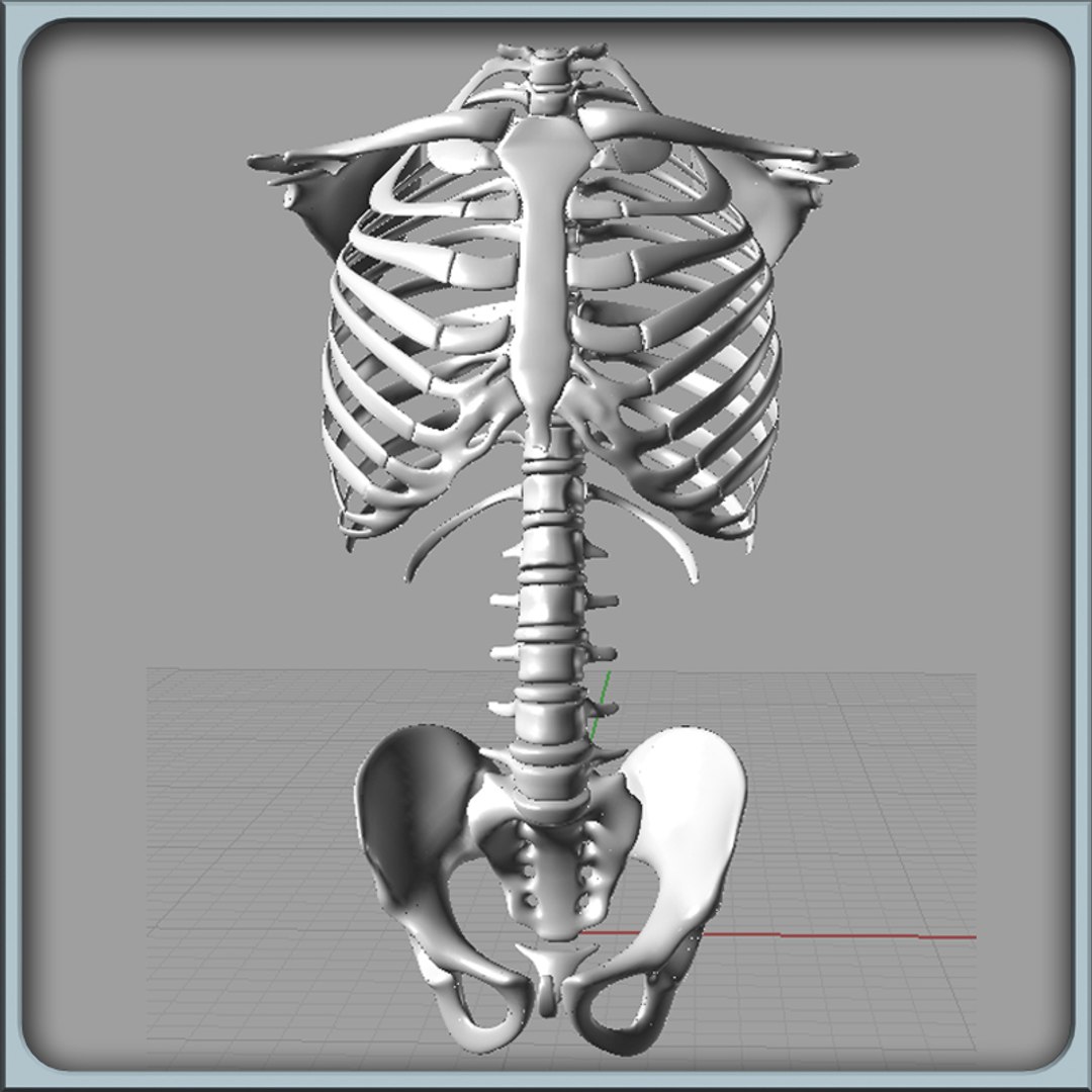 Igs Torso Skeleton 3d Model