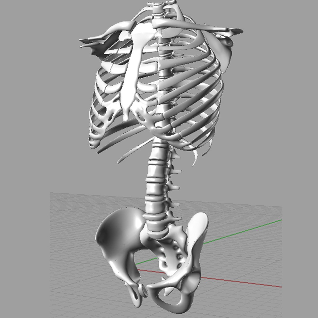 Igs Torso Skeleton 3d Model