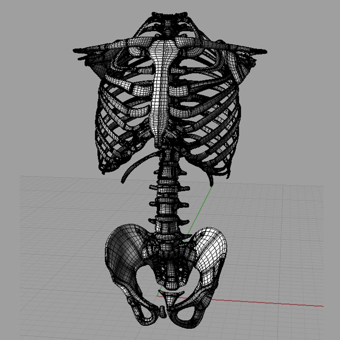 Igs Torso Skeleton 3d Model