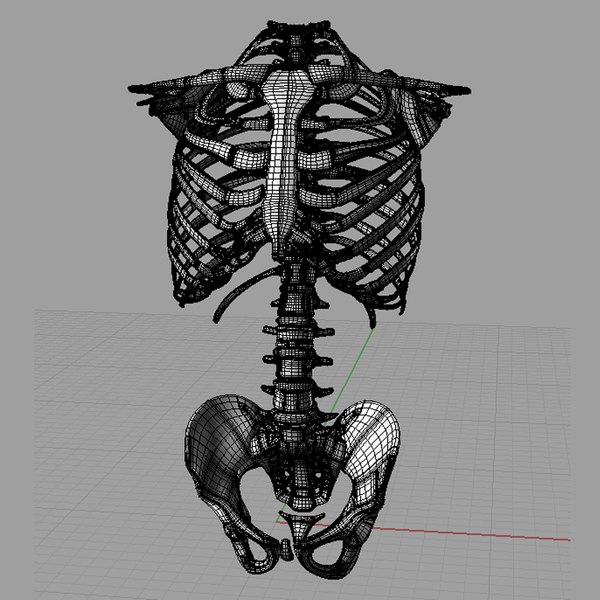 igs torso skeleton 3d model