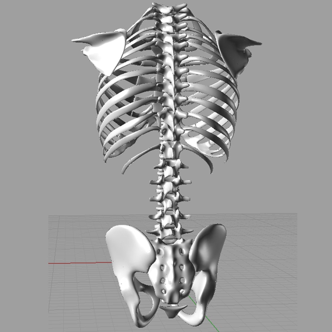 Igs Torso Skeleton 3d Model