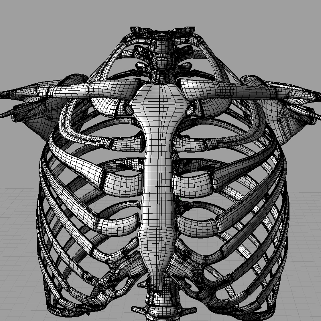 igs torso skeleton 3d model