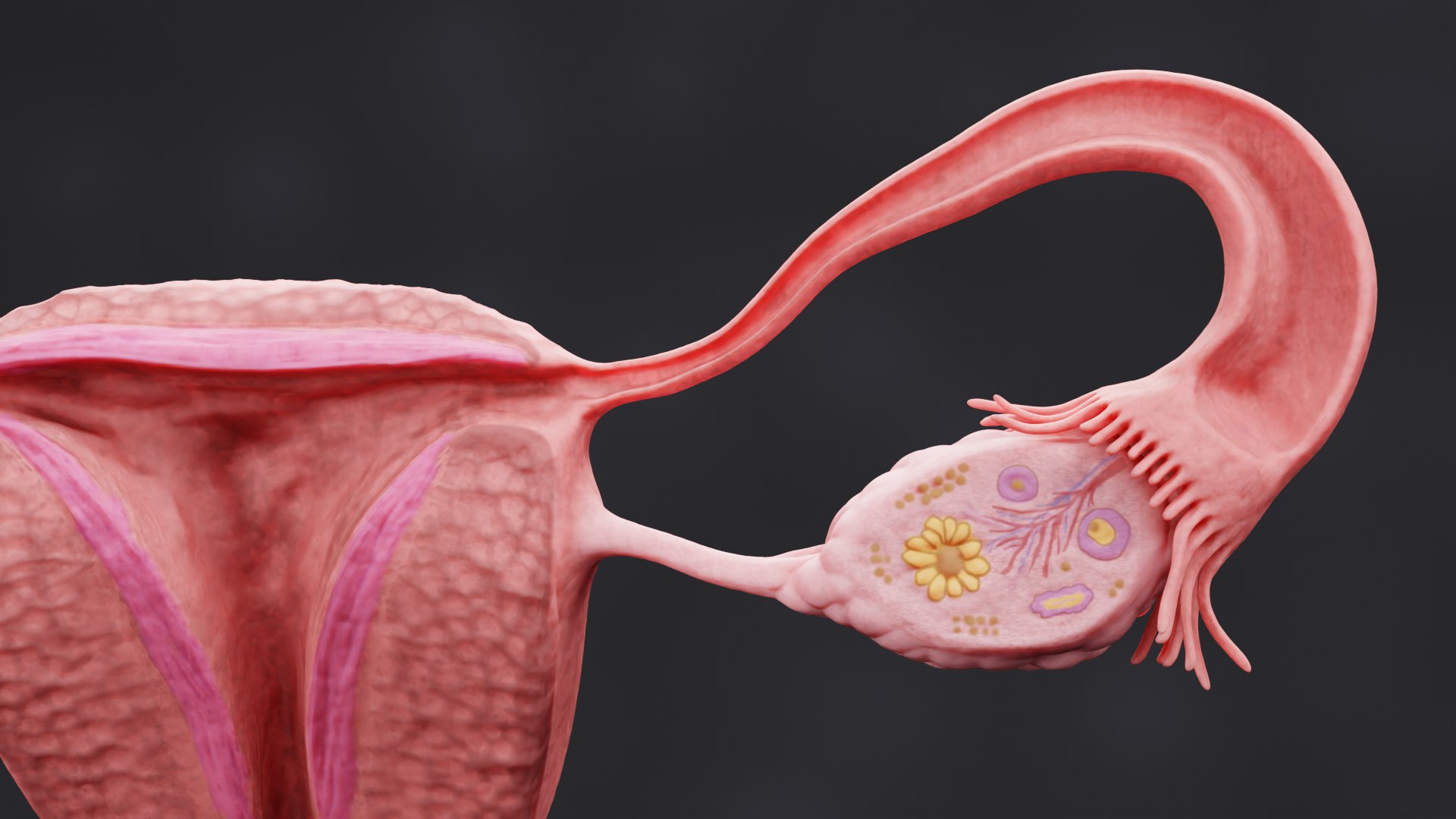 Female Reproductive 3D Model - TurboSquid 2388996
