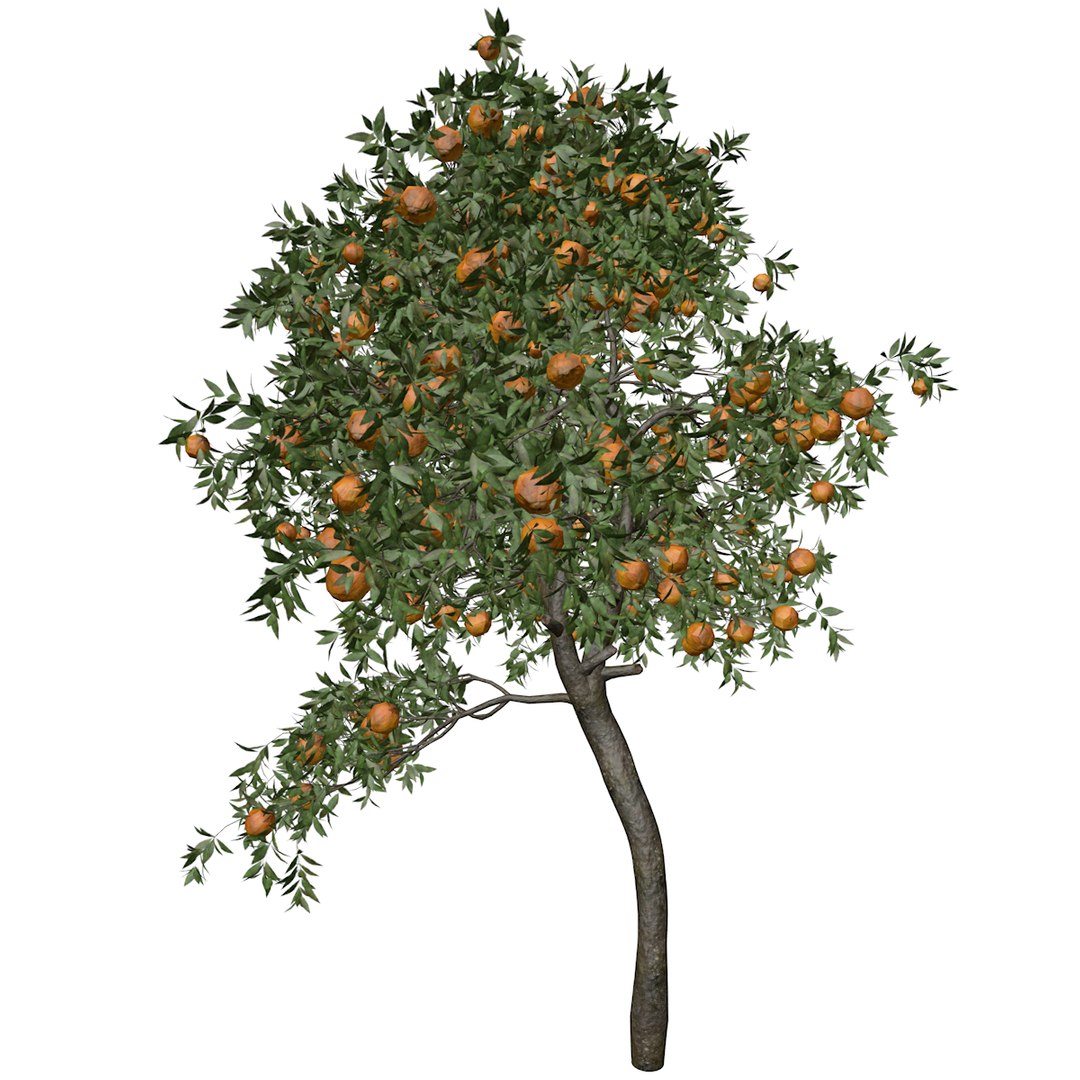 Orange Tree Collection 3D Model - TurboSquid 2379042