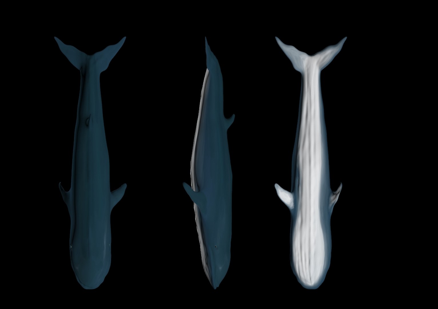 Blue whale model - TurboSquid 1154380