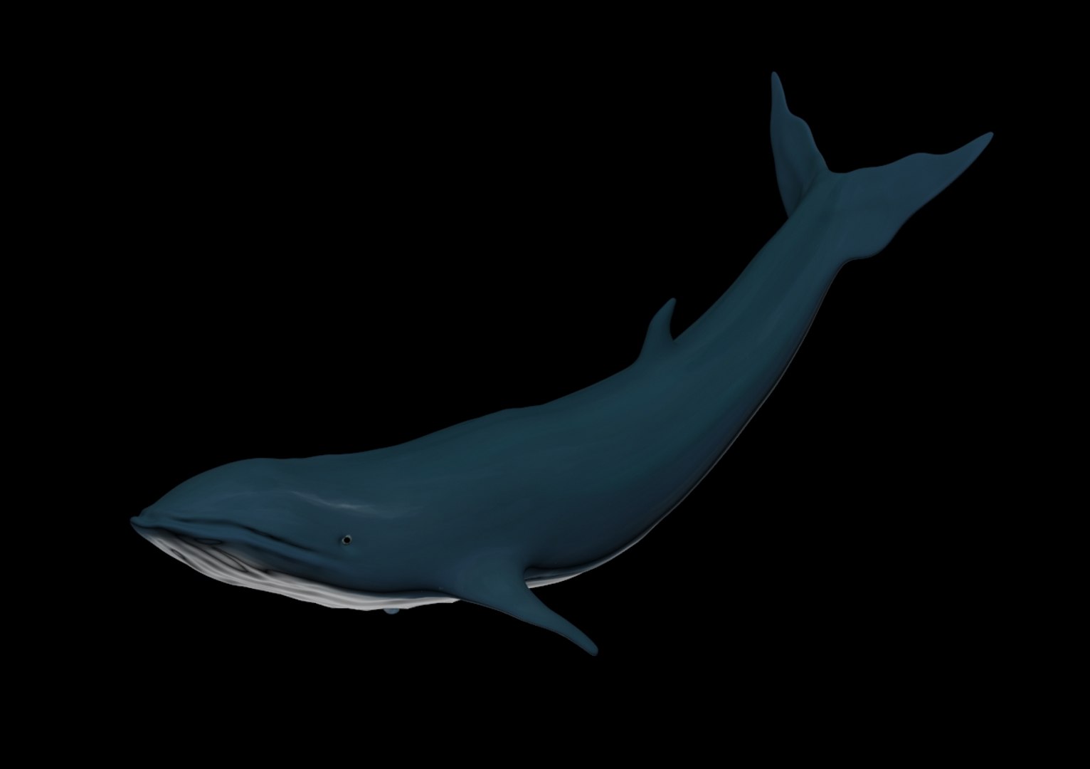 Blue whale model - TurboSquid 1154380