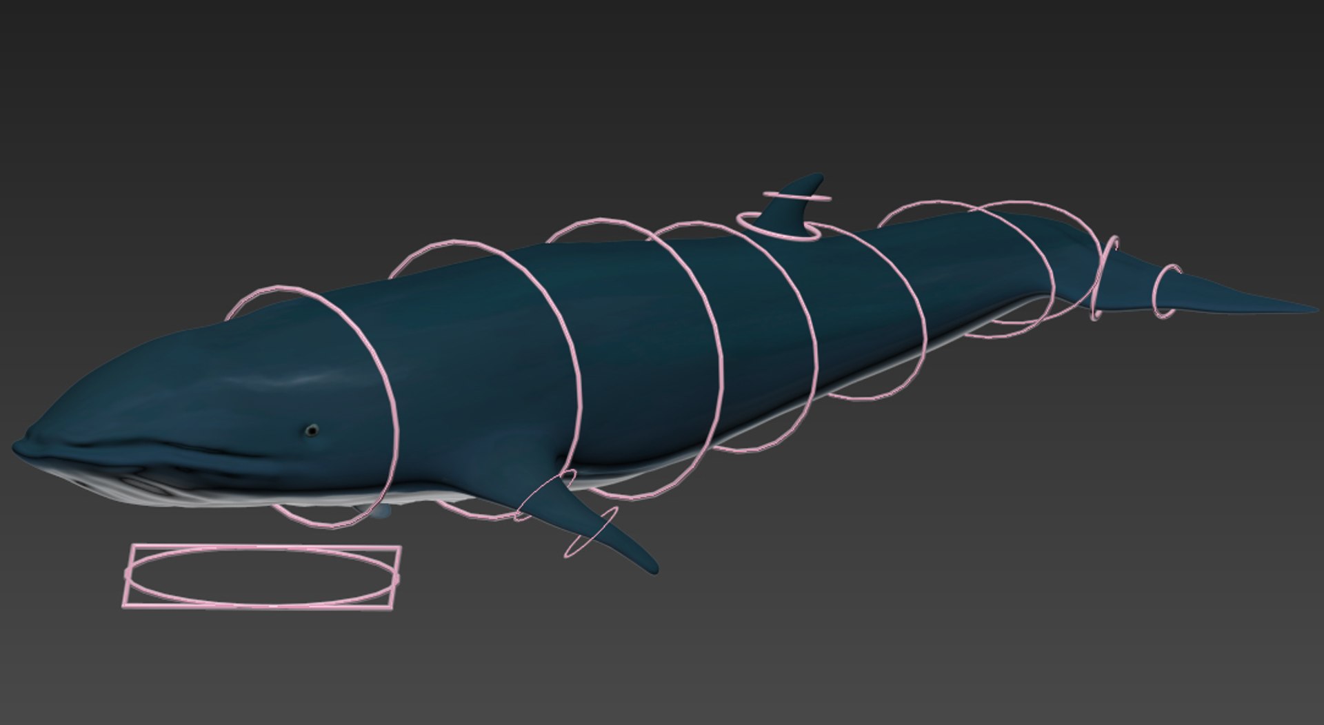 Blue whale model - TurboSquid 1154380