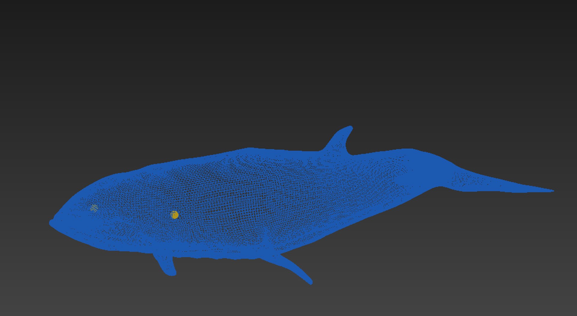 Blue whale model - TurboSquid 1154380