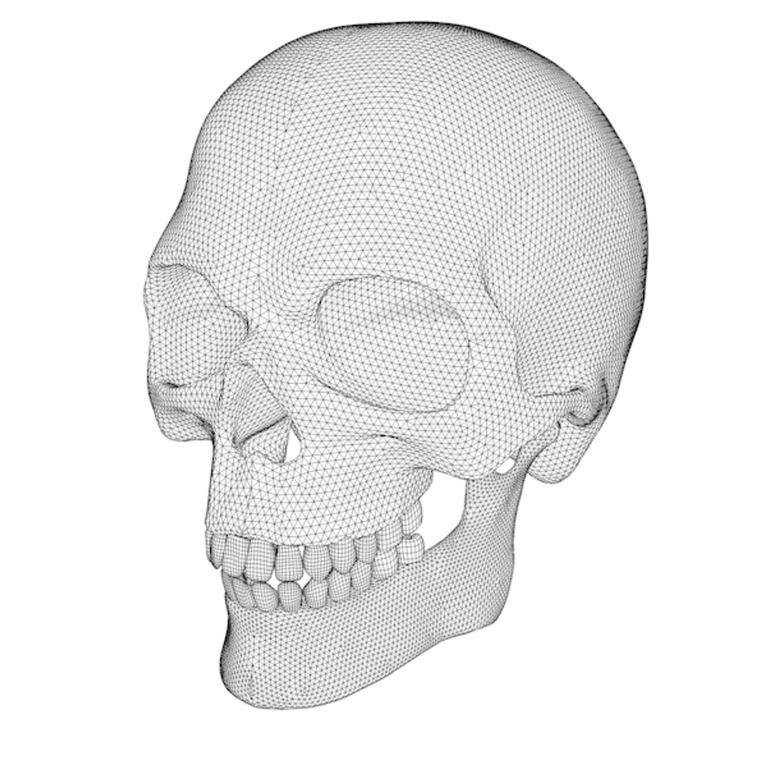 3D Jaw Teeth Head Model - TurboSquid 1605231