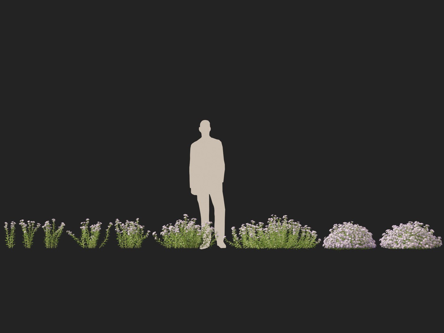 HighpolyLow Poly Aster - Michaelmas Daisies Model - TurboSquid 2512489