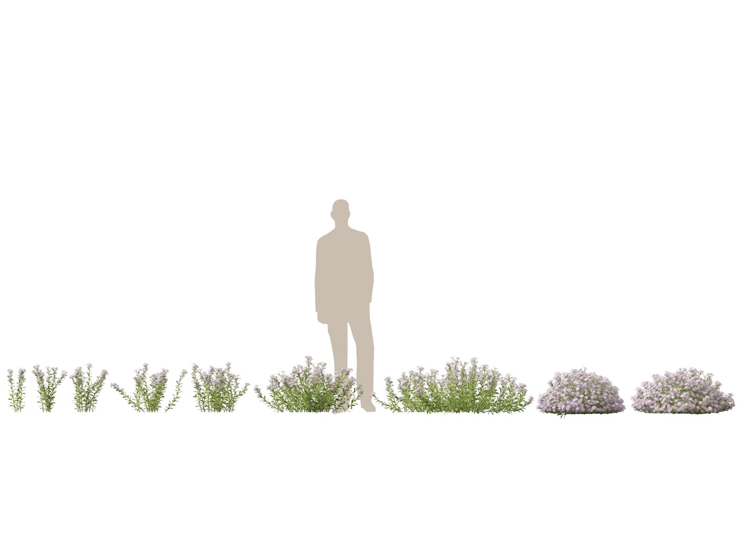 HighpolyLow Poly Aster - Michaelmas Daisies Model - TurboSquid 2512489