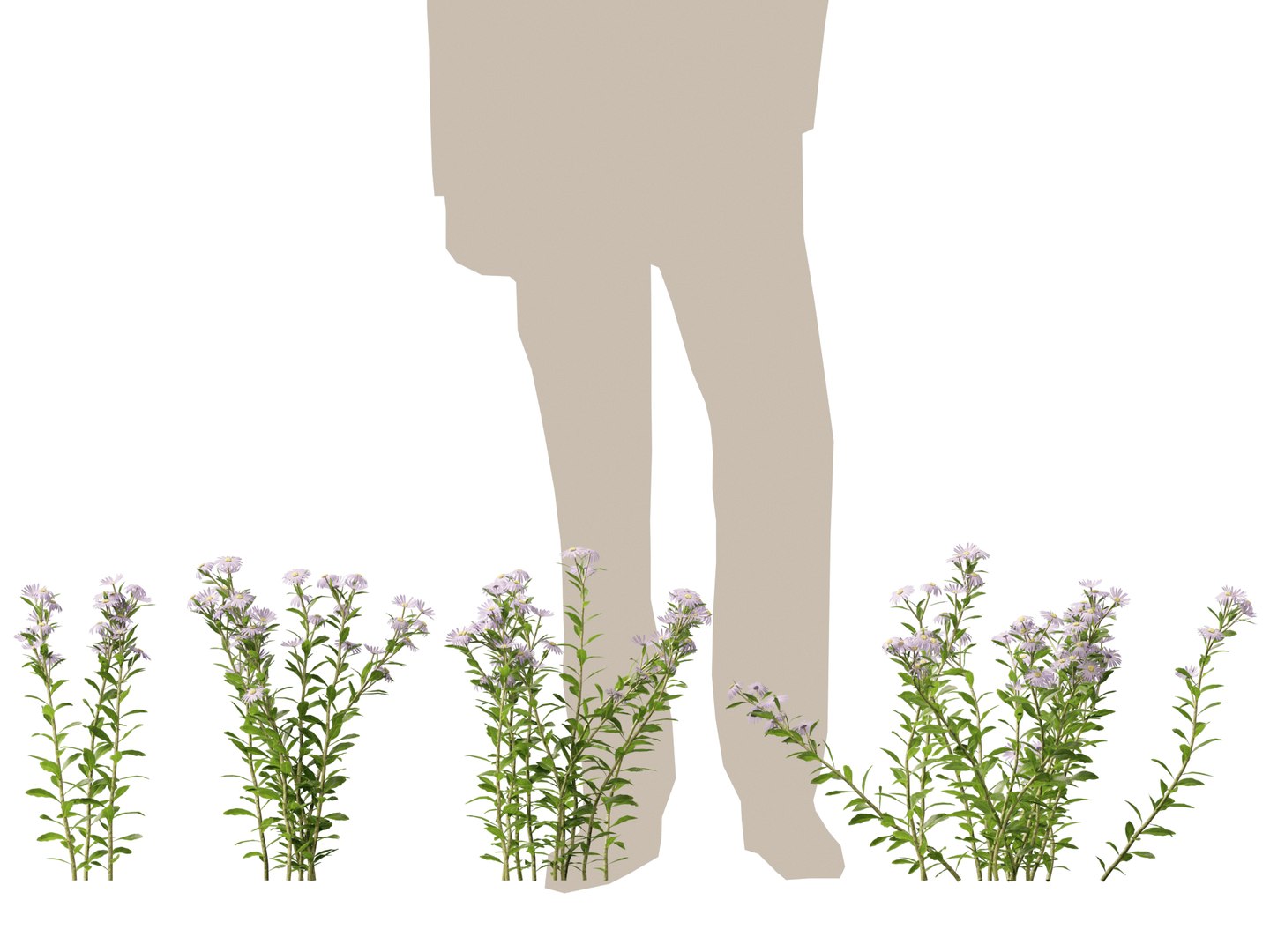 HighpolyLow Poly Aster - Michaelmas Daisies Model - TurboSquid 2512489