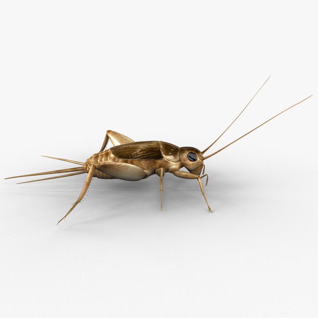 Cricket 3d 3ds